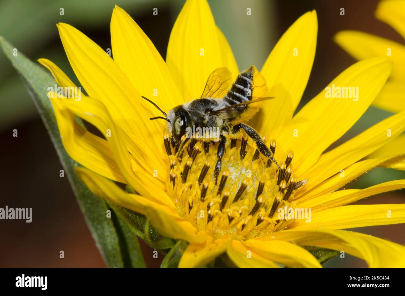 Leafcutter Bee, Megachile sp., foraging on Maximilian sunflower ...