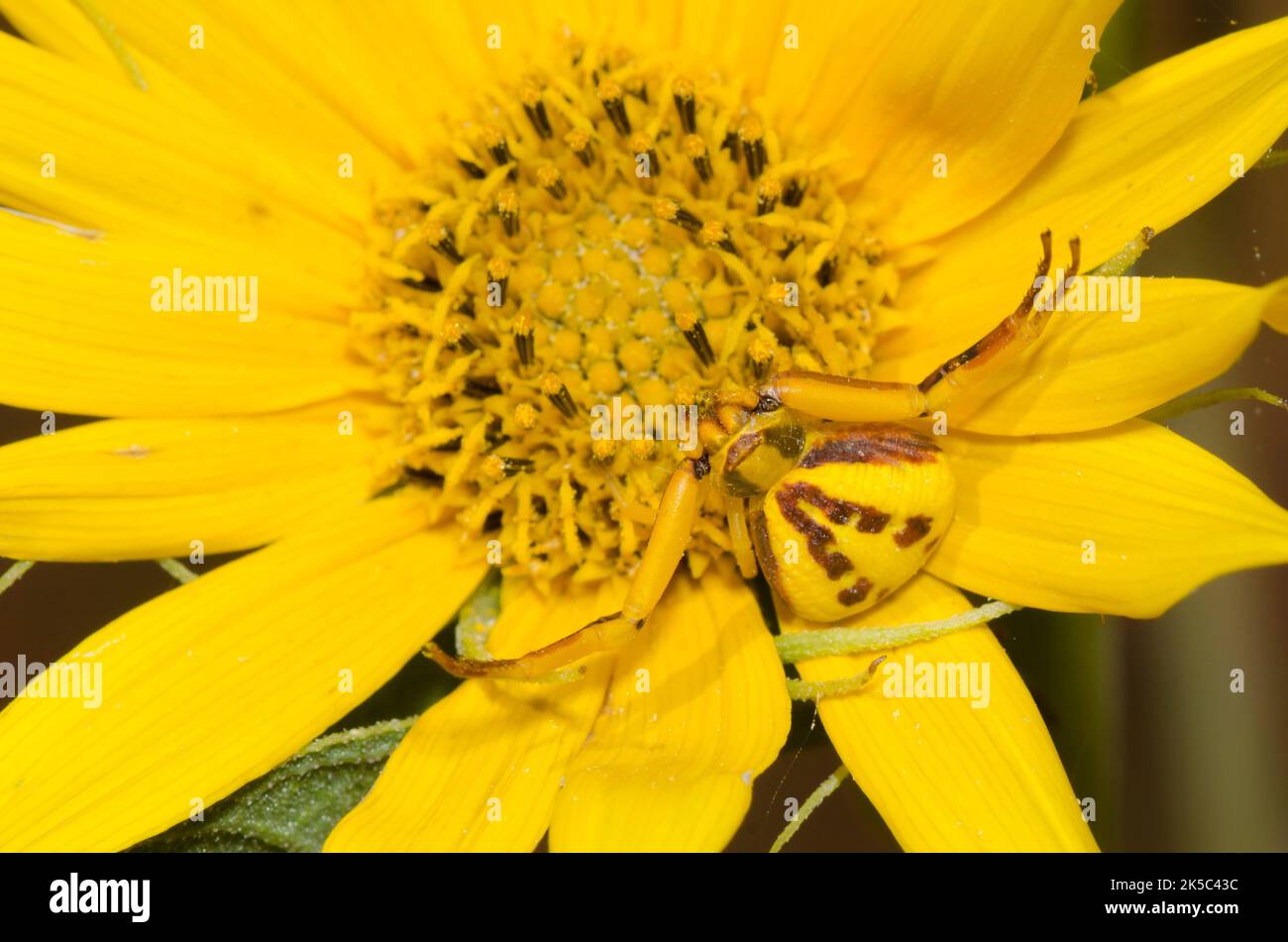 Whitebanded Crab Spider, Misumenoides formosipes, lurking on Maximilian ...