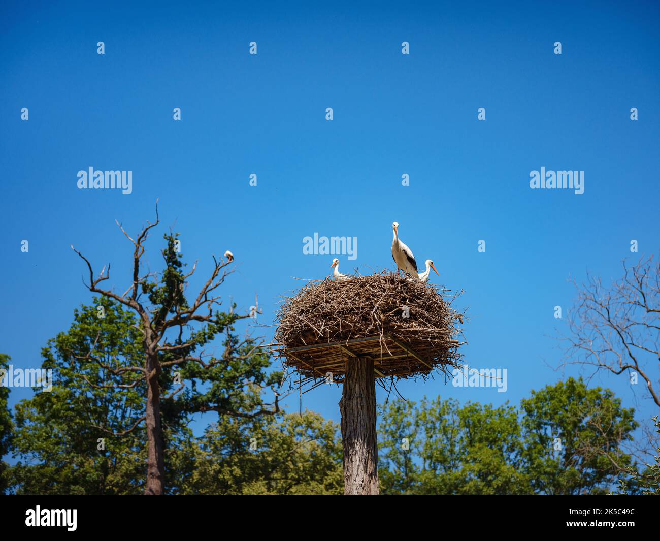 small Zoo Lange Erlen or Erlen-Verein Basel. Free zoo founded in 1871 ...