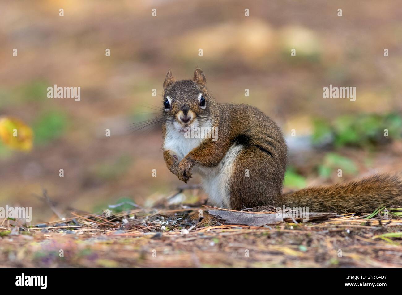 American Red Squirrel, Tamiasciurus hudsonicus, closeup in fall facing ...