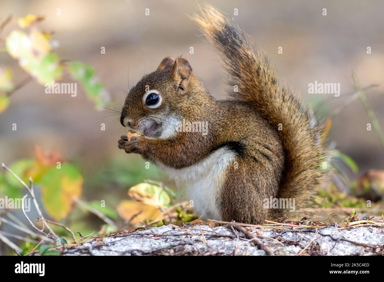 American Red Squirrel, Tamiasciurus hudsonicus, closeup in fall facing ...