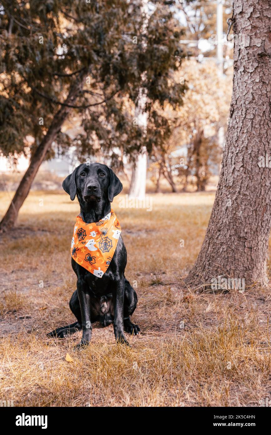 Labrador wearing bandana hi-res stock photography and images - Alamy