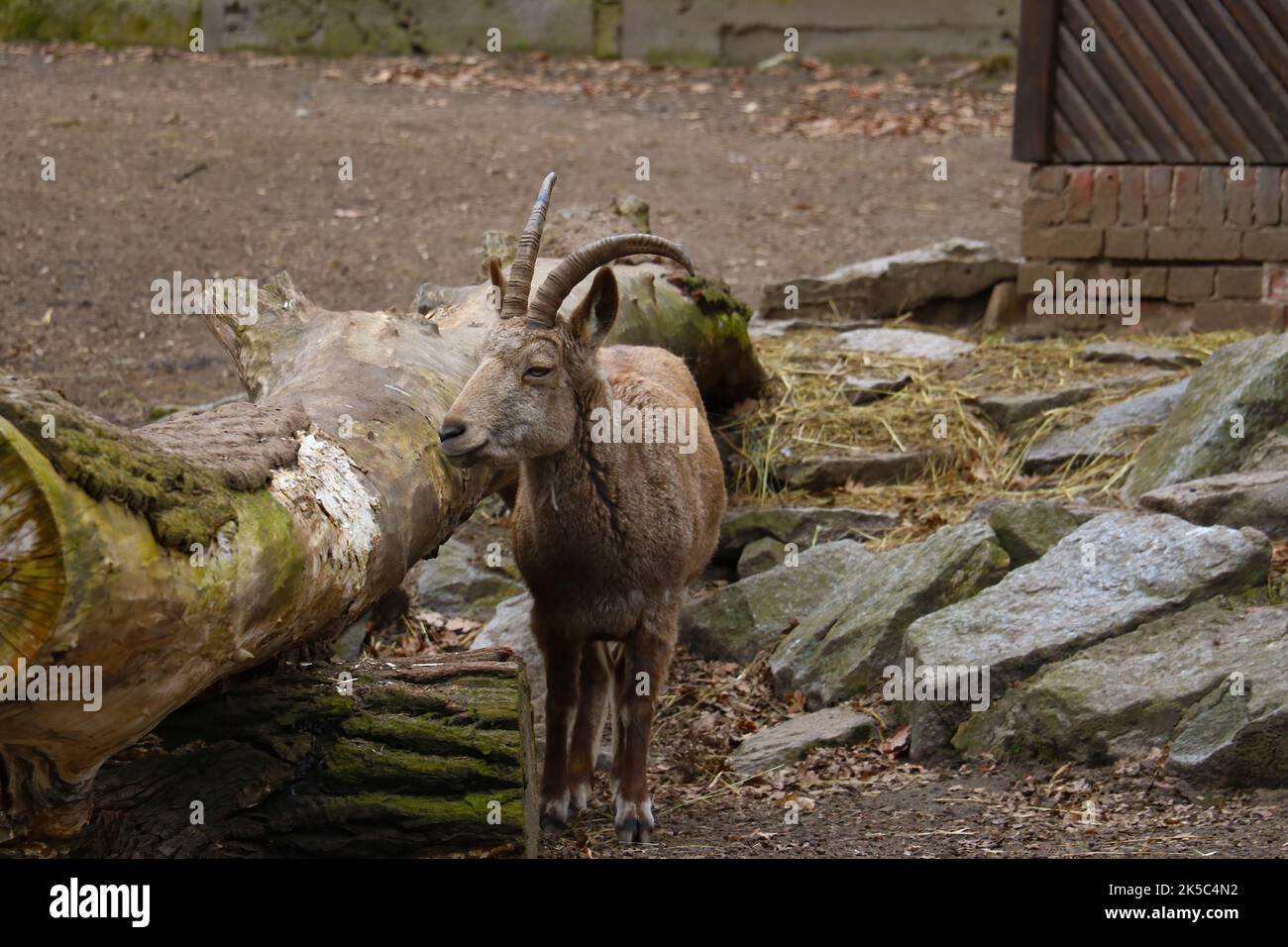 Goat under tree hi-res stock photography and images - Alamy