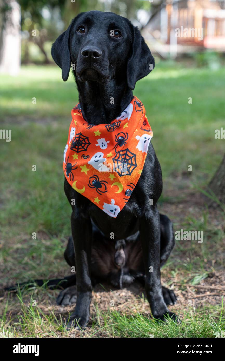Black labrador retriever puppy sits wearing a Halloween scarf bandana ...