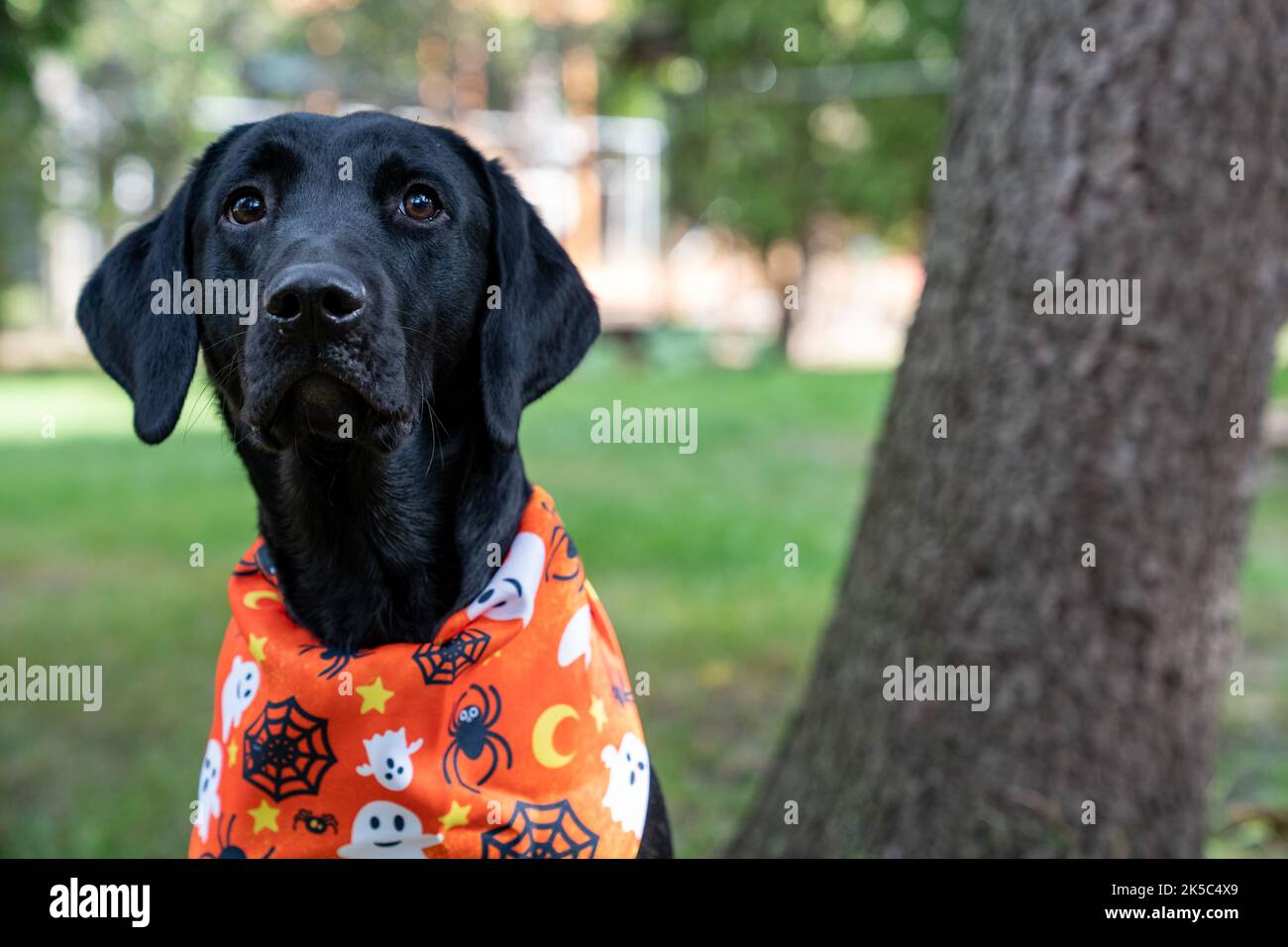 Black labrador retriever puppy sits wearing a Halloween scarf bandana ...