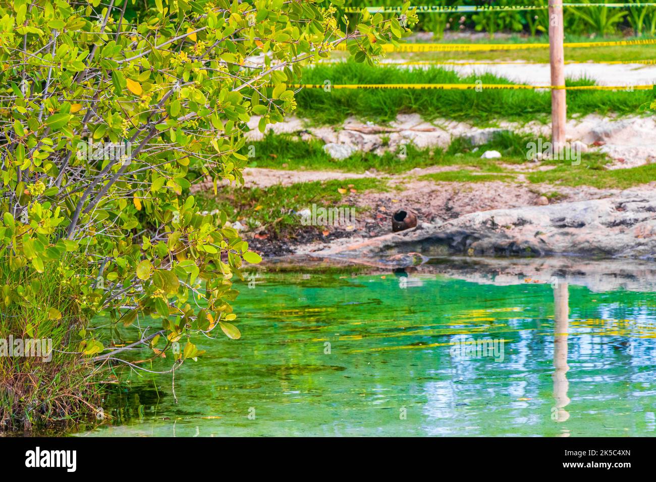 Small beautiful Cenote cave with river and turquoise blue water at ...