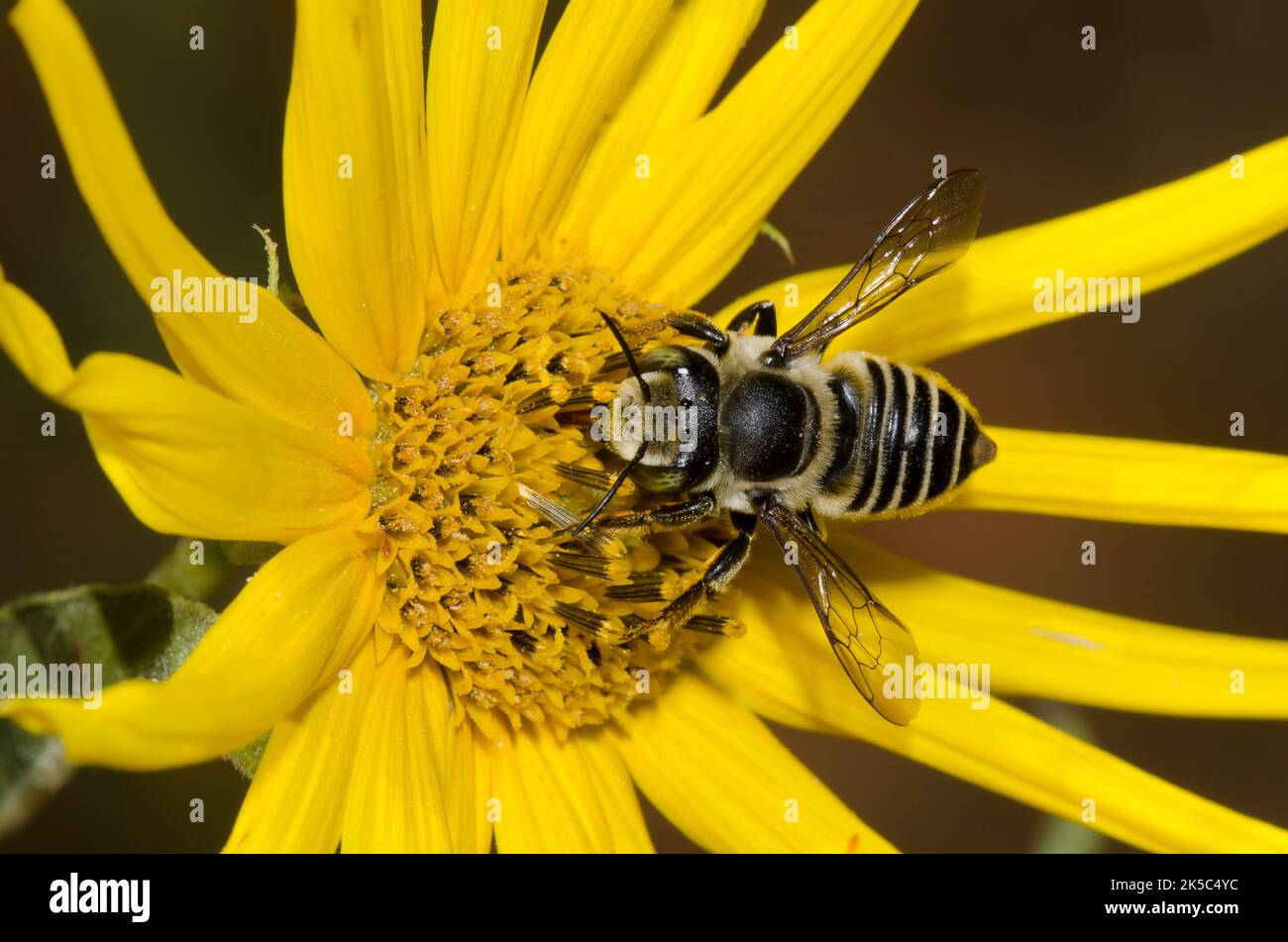 Leafcutter Bee, Megachile sp., foraging on Maximilian sunflower ...