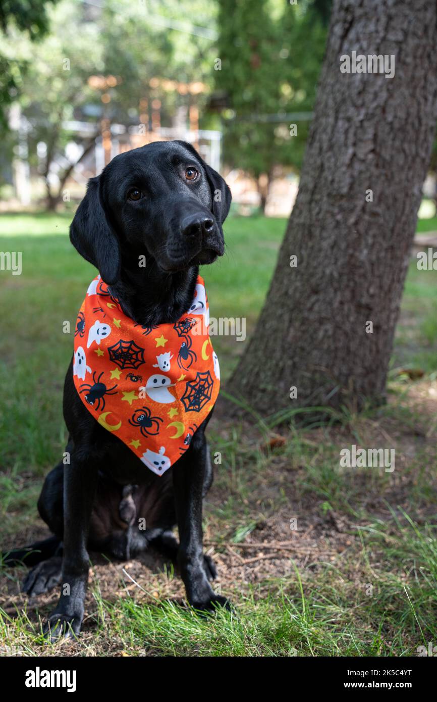 Labrador wearing bandana hi-res stock photography and images - Alamy