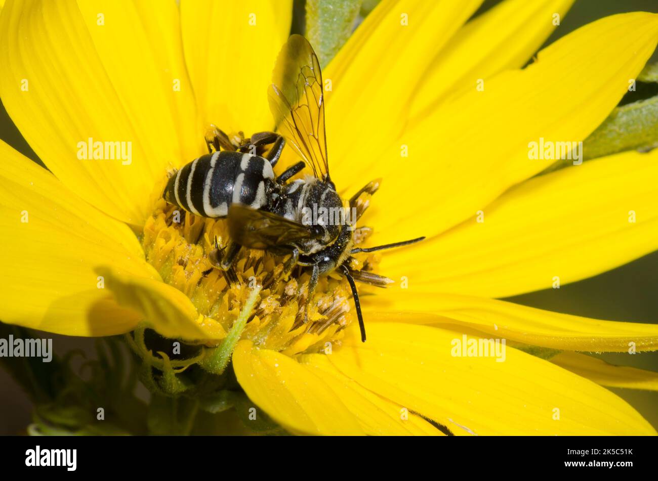 Cuckoo Bee, Tribe Epeolini, foraging on Maximilian sunflower ...