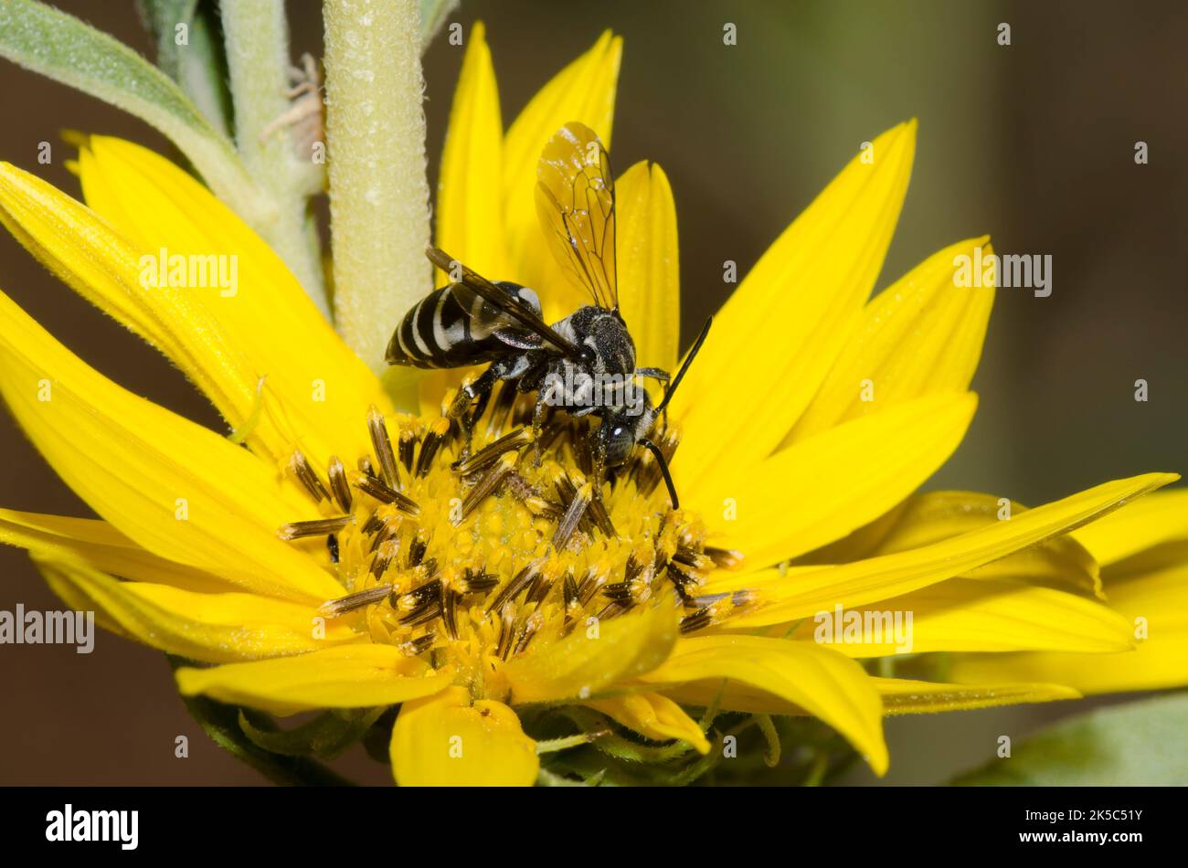 Cuckoo Bee, Tribe Epeolini, foraging on Maximilian sunflower ...