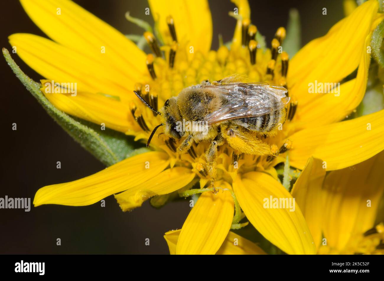 Long-horned Bee, Melissodes sp., foraging on Maximilian sunflower ...