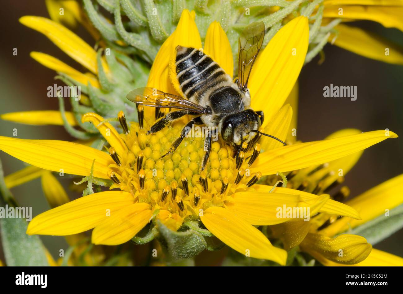 Leafcutter Bee, Megachile sp., foraging on Maximilian sunflower ...