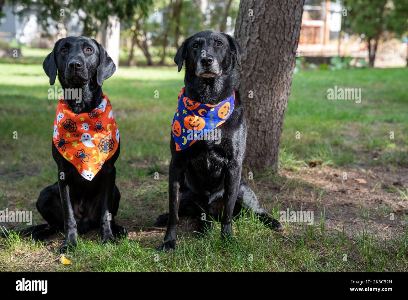 Labrador wearing bandana hi-res stock photography and images - Alamy