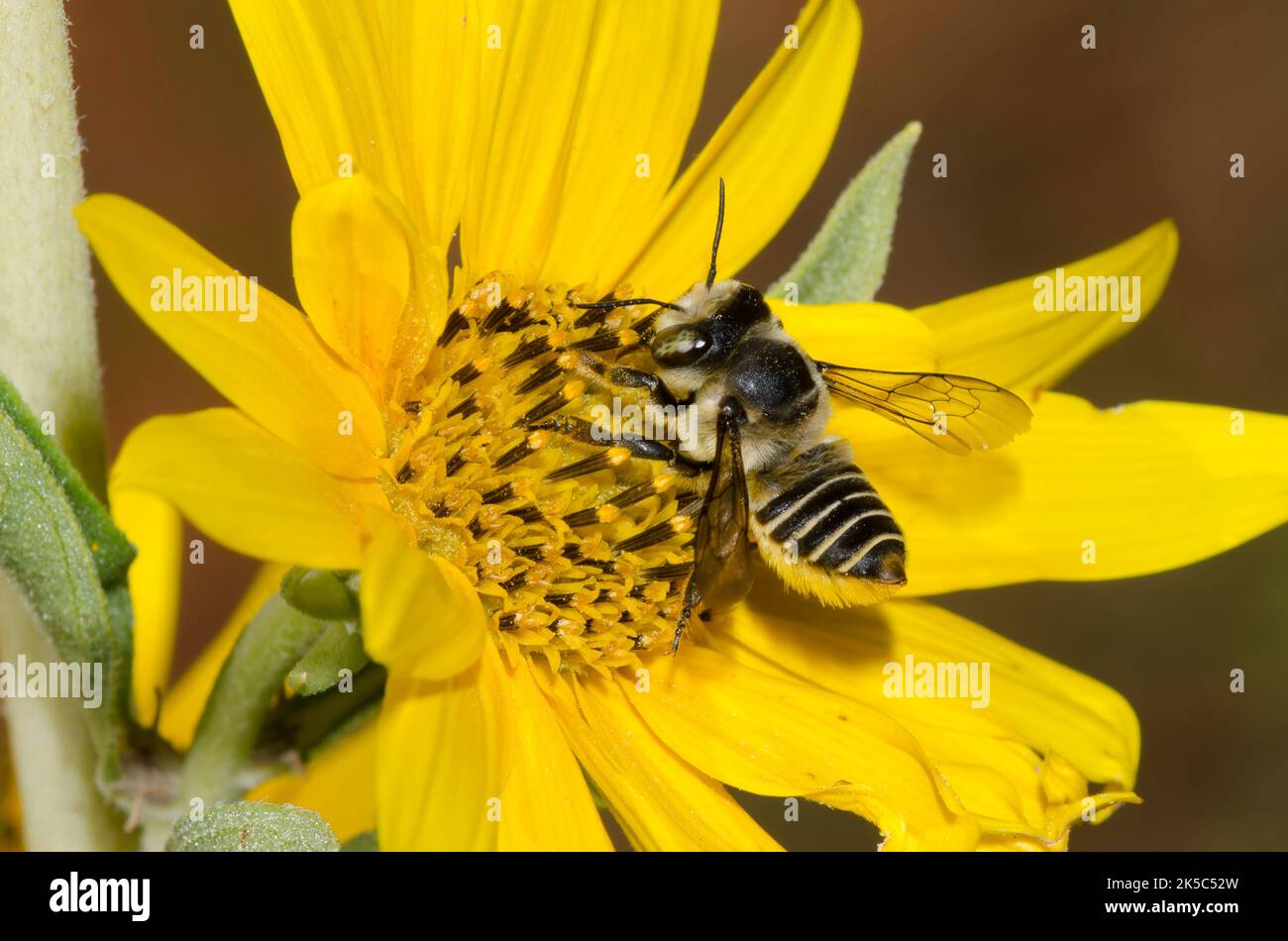 Leafcutter Bee, Megachile sp., foraging on Maximilian sunflower ...