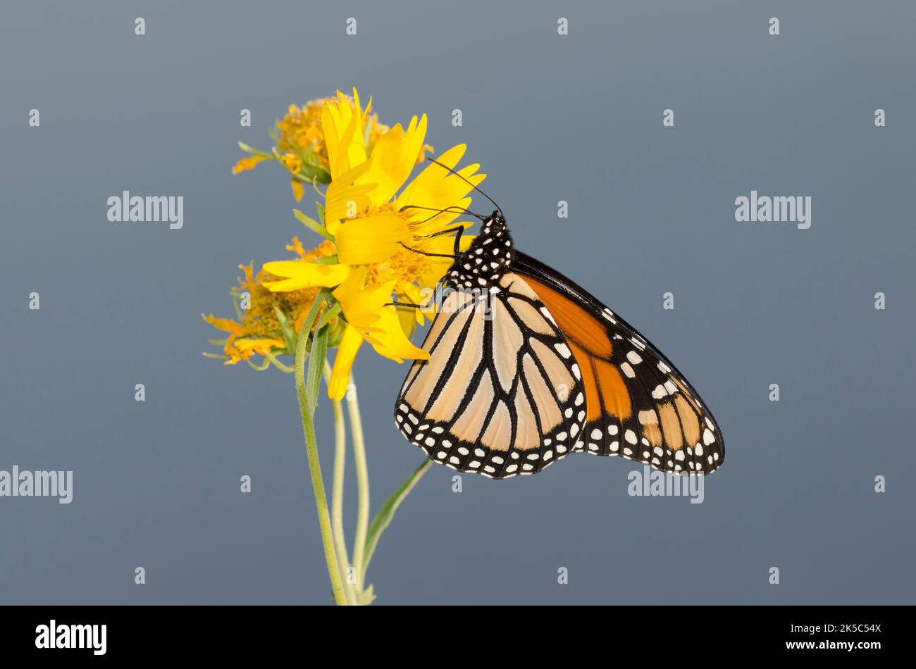 Monarch, Danaus plexippus, necaring from Golden Crownbeard, Verbesina ...