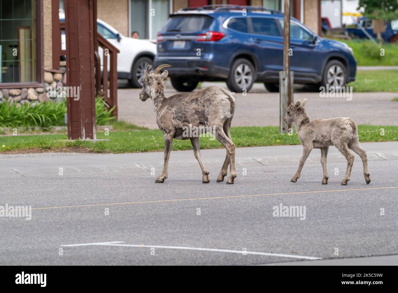 Female mother bighorn sheep ram stands with her baby as they walk ...
