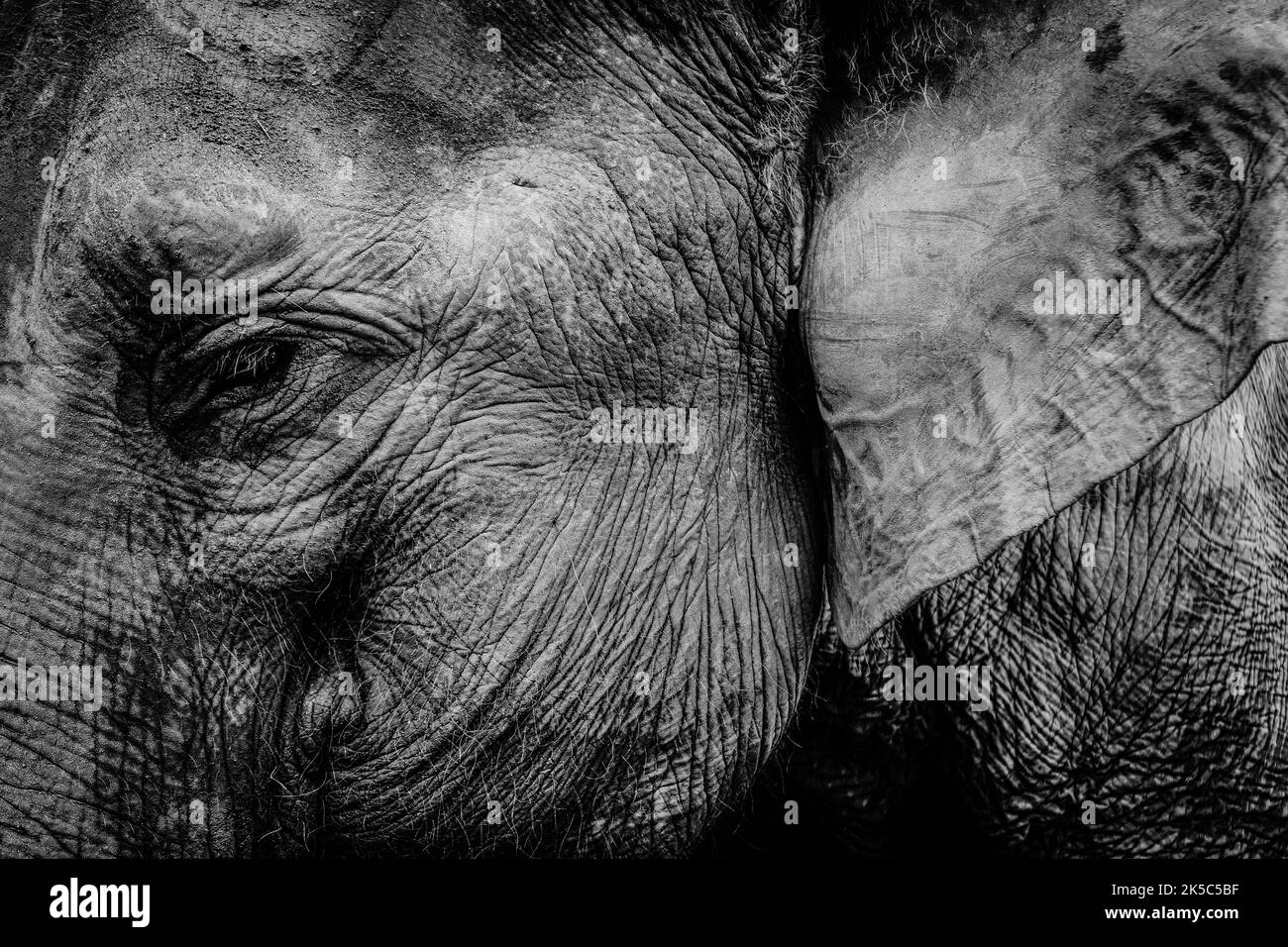 Greyscale elephant hi-res stock photography and images - Alamy
