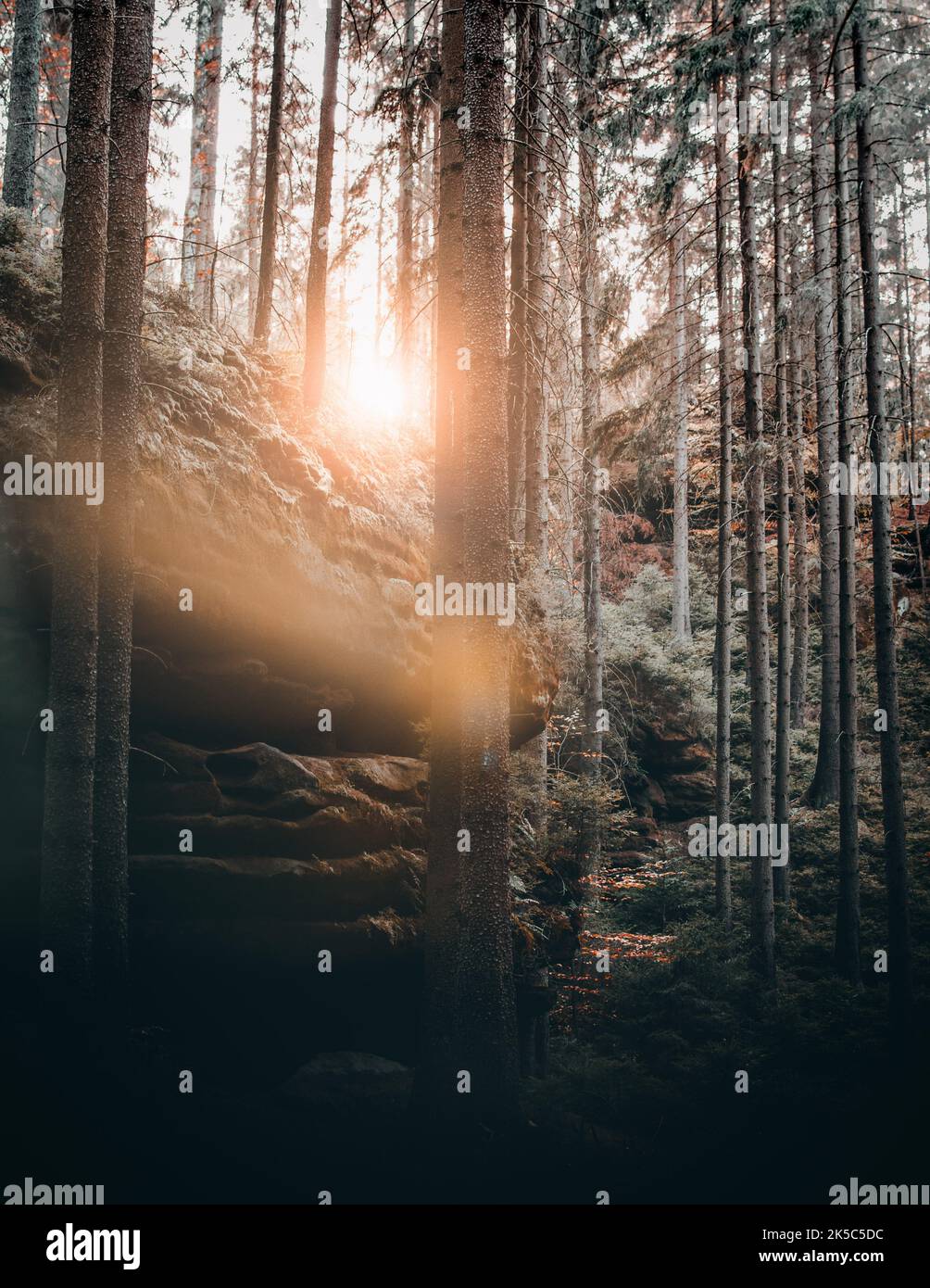 Saxon switzerland trees hi-res stock photography and images - Alamy