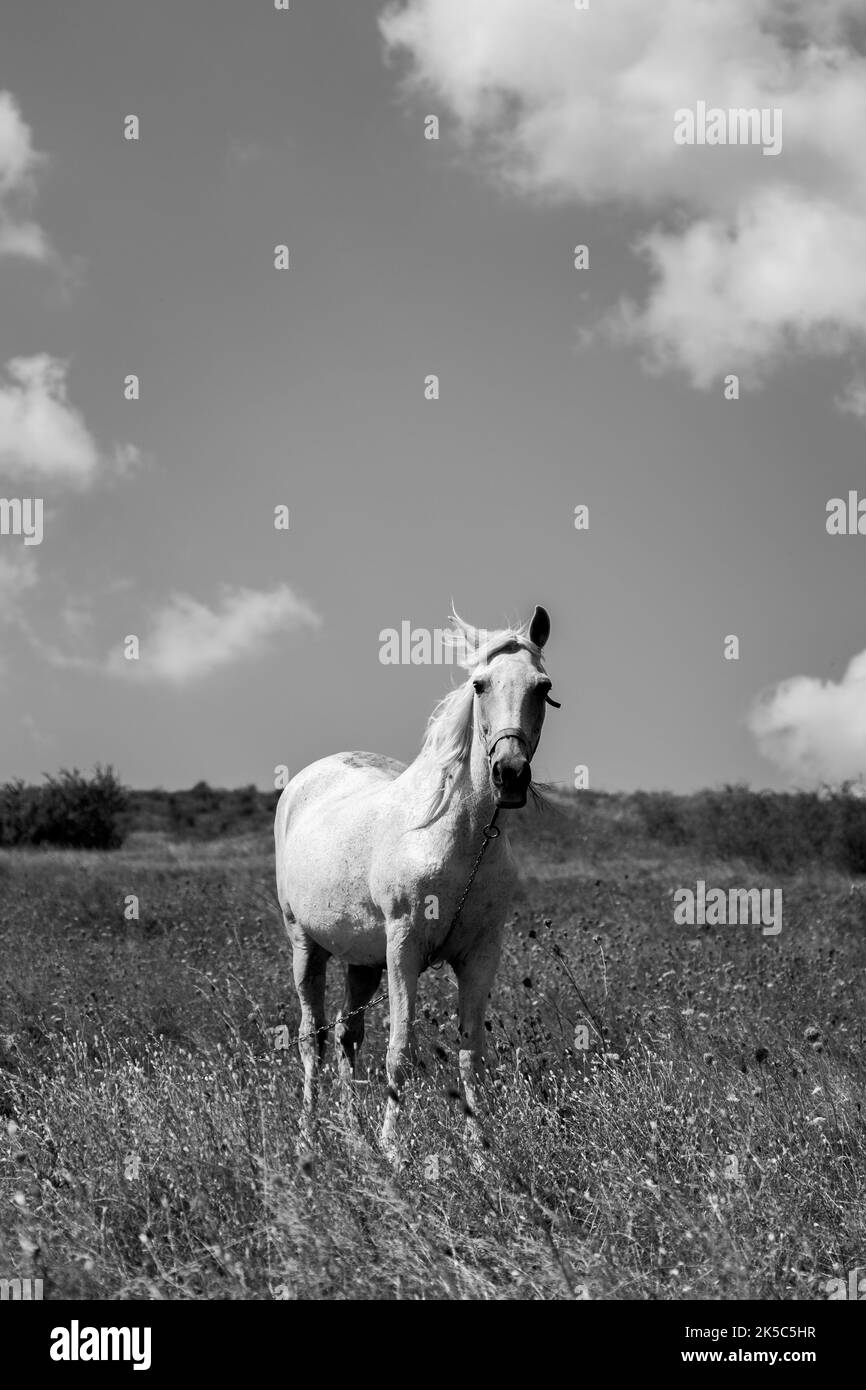 A vertical front grayscale of a white Camargue horse in the field with ...