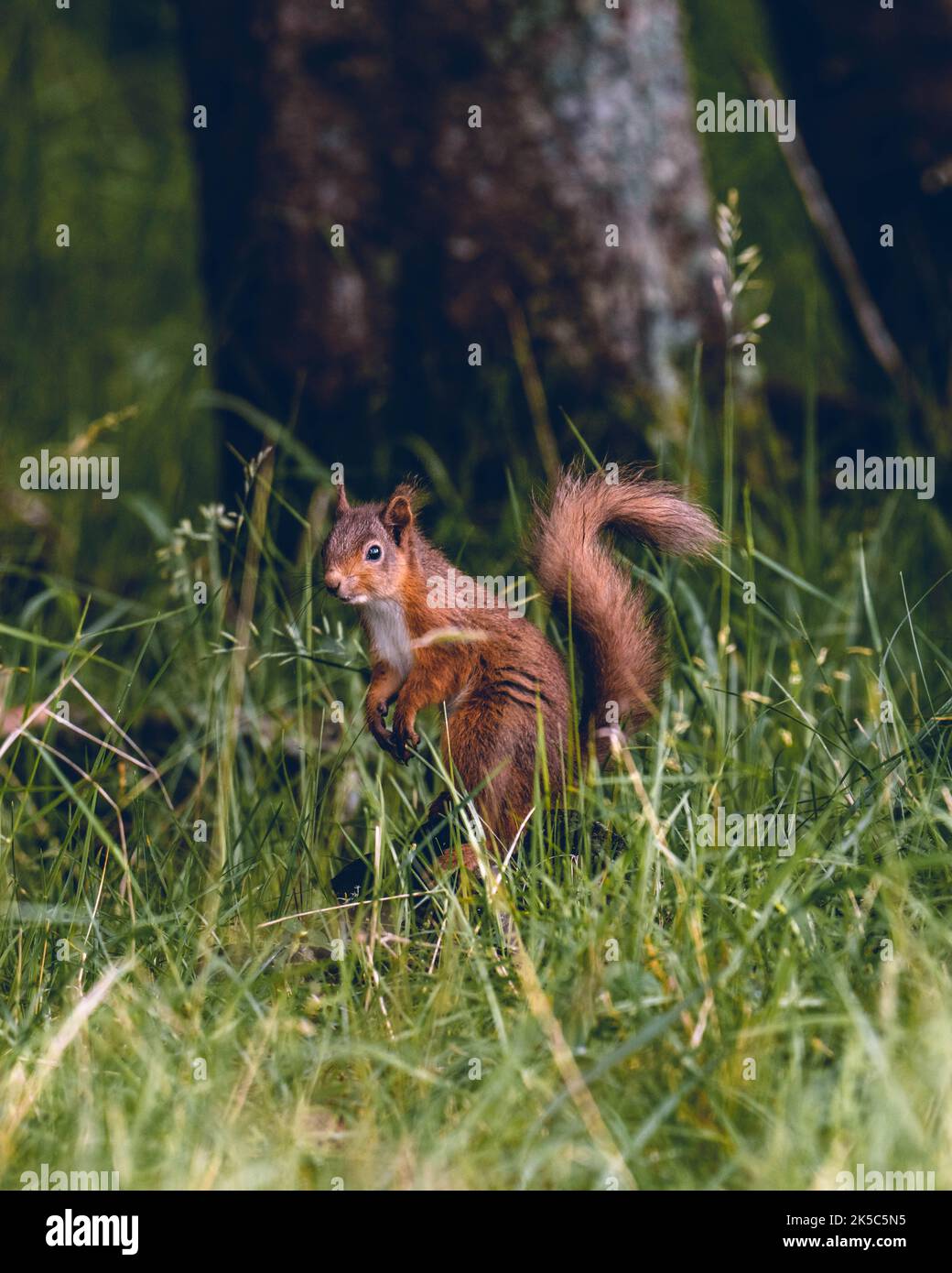 A vertical selective focus of a red squirrel standing on the grass with ...