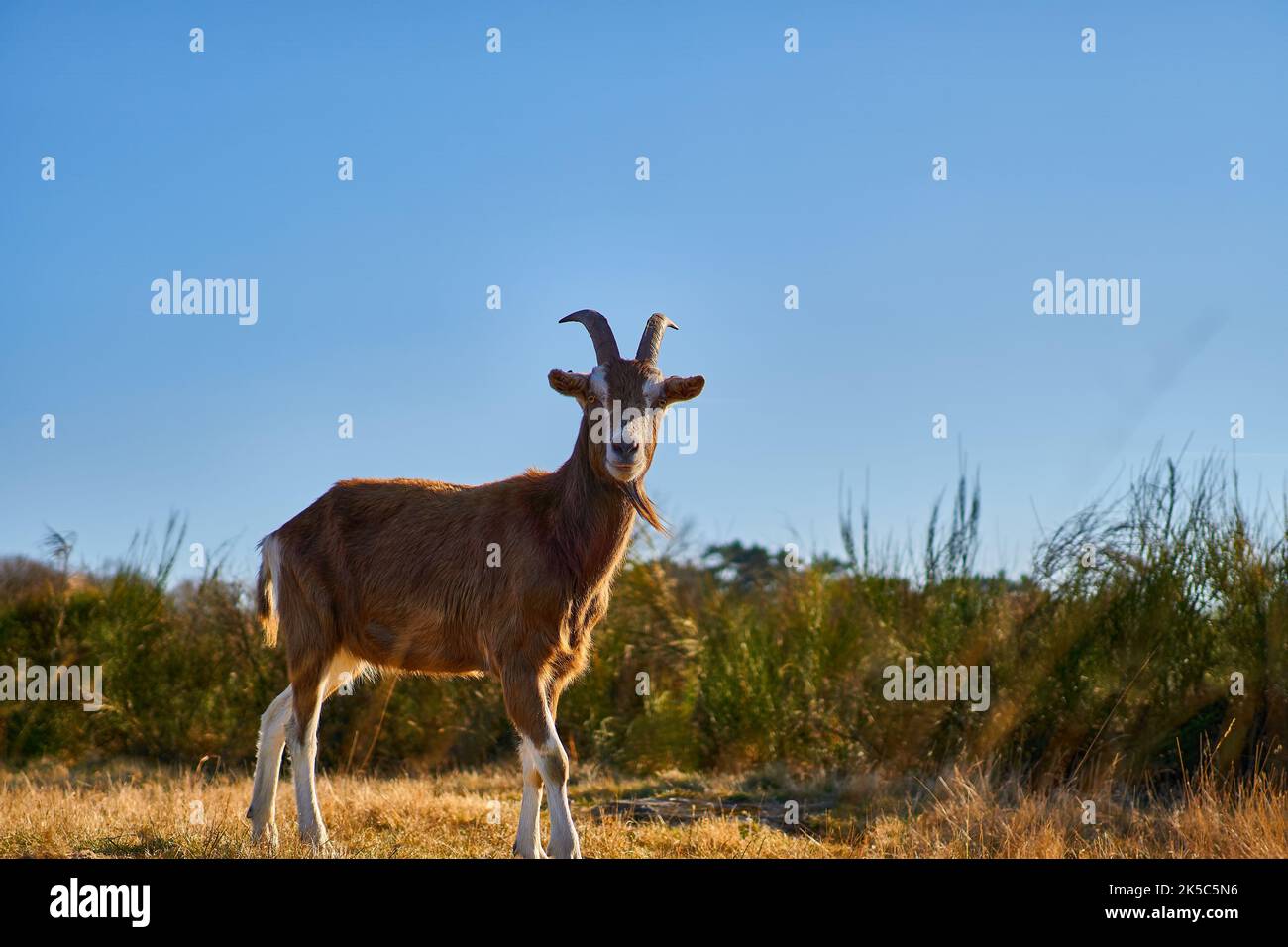 A closeup of a brown American Pygmy grazing on the grass with blue sky ...
