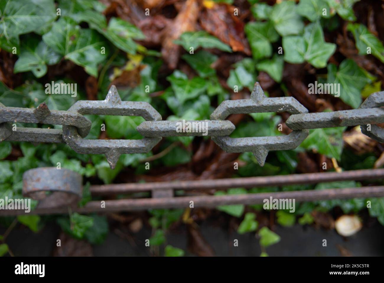 Heavy iron chain of thorny chain links over the foliage Stock Photo - Alamy