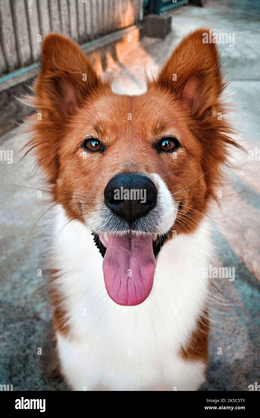 A vertical front closeup of a red Rough Collie tongue out, looking at ...