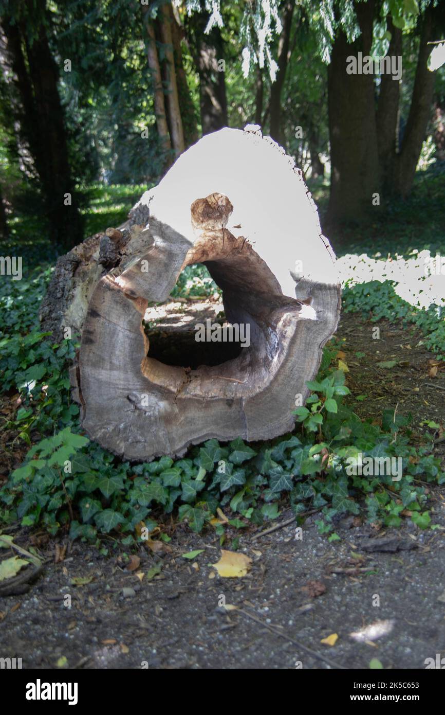 Hollow stalks hi-res stock photography and images - Alamy