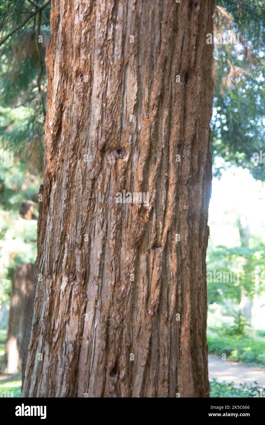 mammoth tree with red rind Stock Photo - Alamy