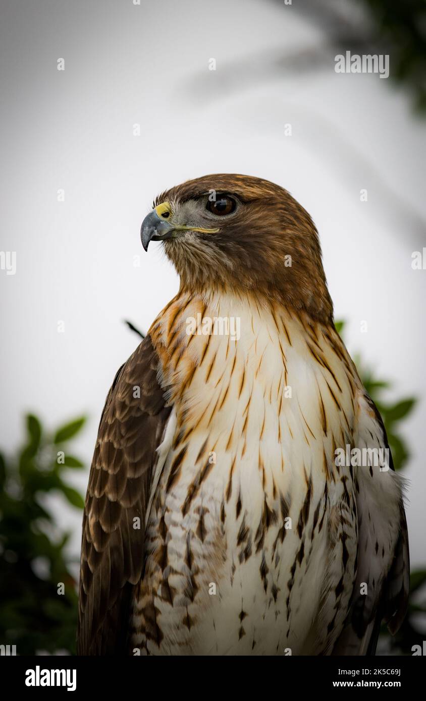 A vertical shot of a red-tailed hawk looking around in the wilderness ...