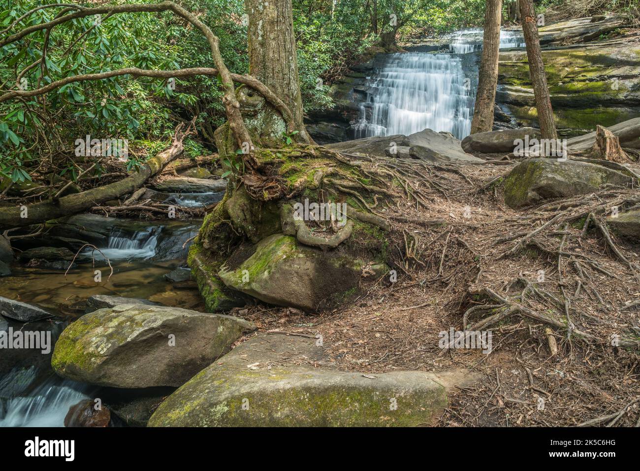 Tree roots exposed wrapped around the boulders along the stream flowing ...