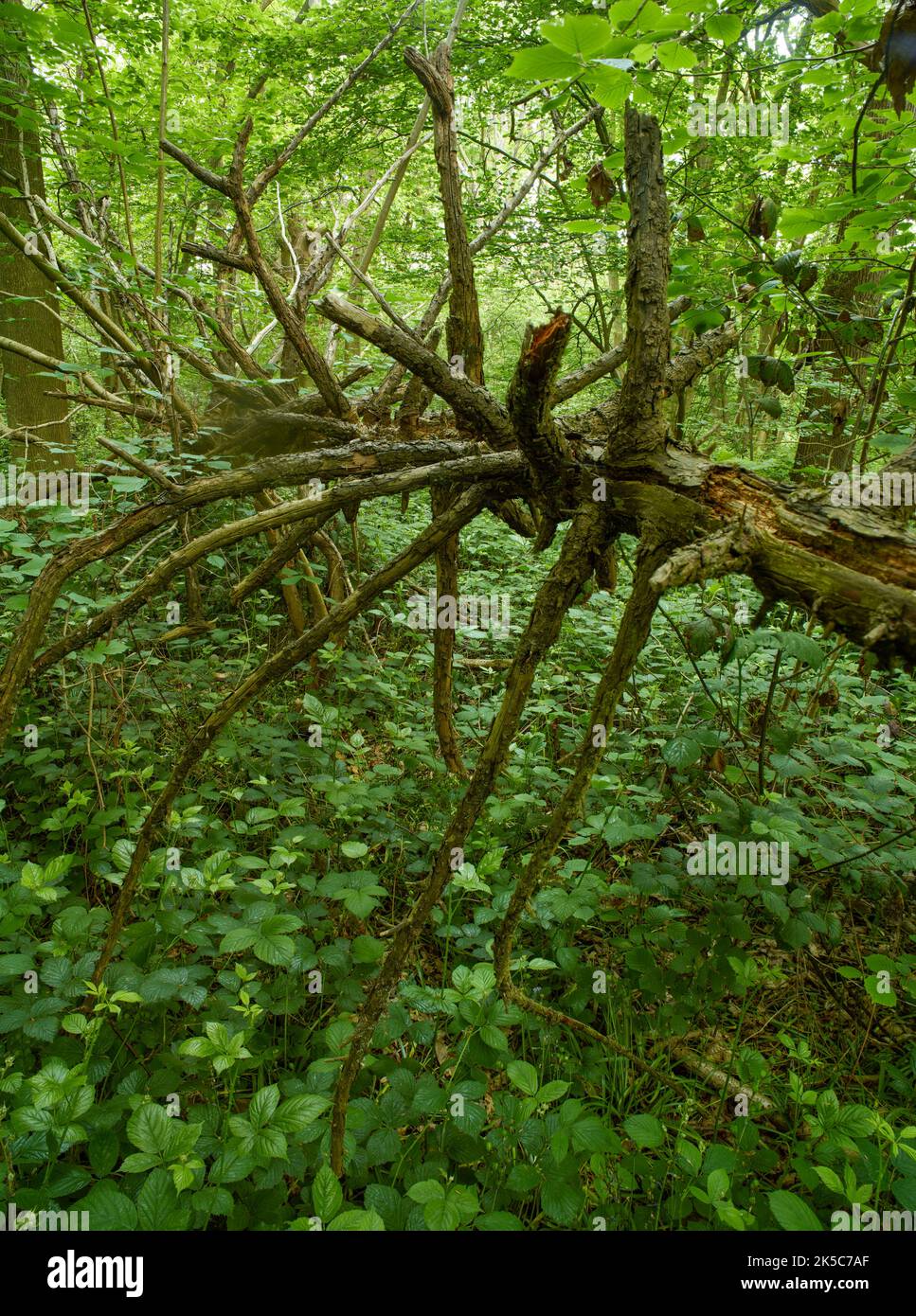 Intimate woodland landscapes demonstration patterns and textures in ...