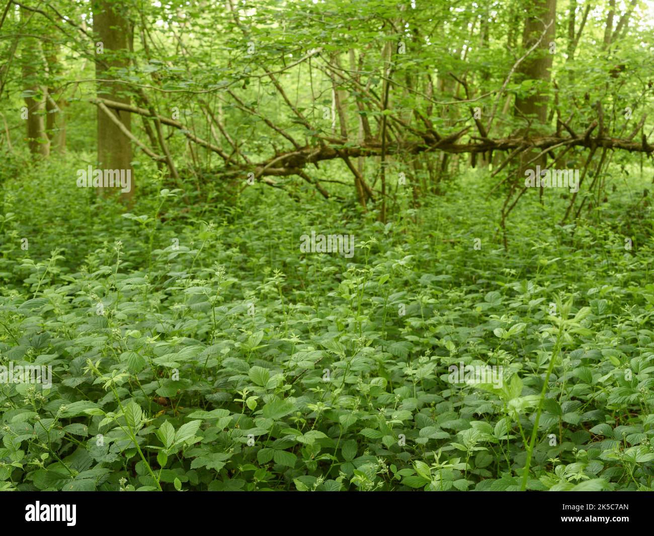 Intimate woodland landscapes demonstration patterns and textures in ...