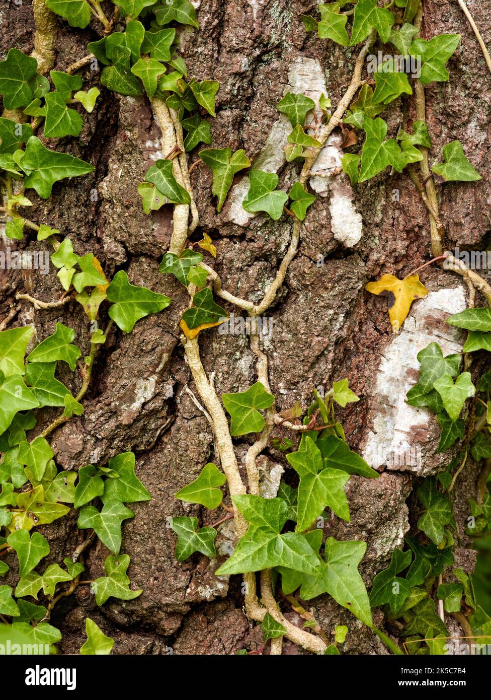 Intimate woodland landscapes demonstration patterns and textures in ...