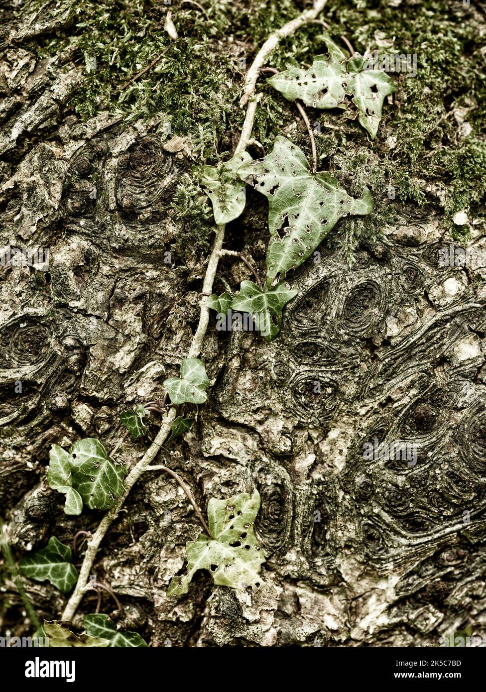 Intimate woodland landscapes demonstration patterns and textures in ...