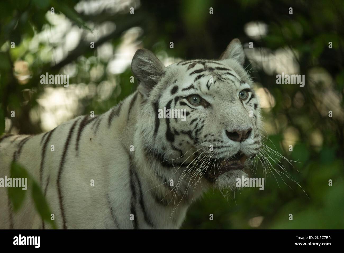 White Tiger Big cat Nyiregyhaza Sosto zoo Hungary Stock Photo - Alamy