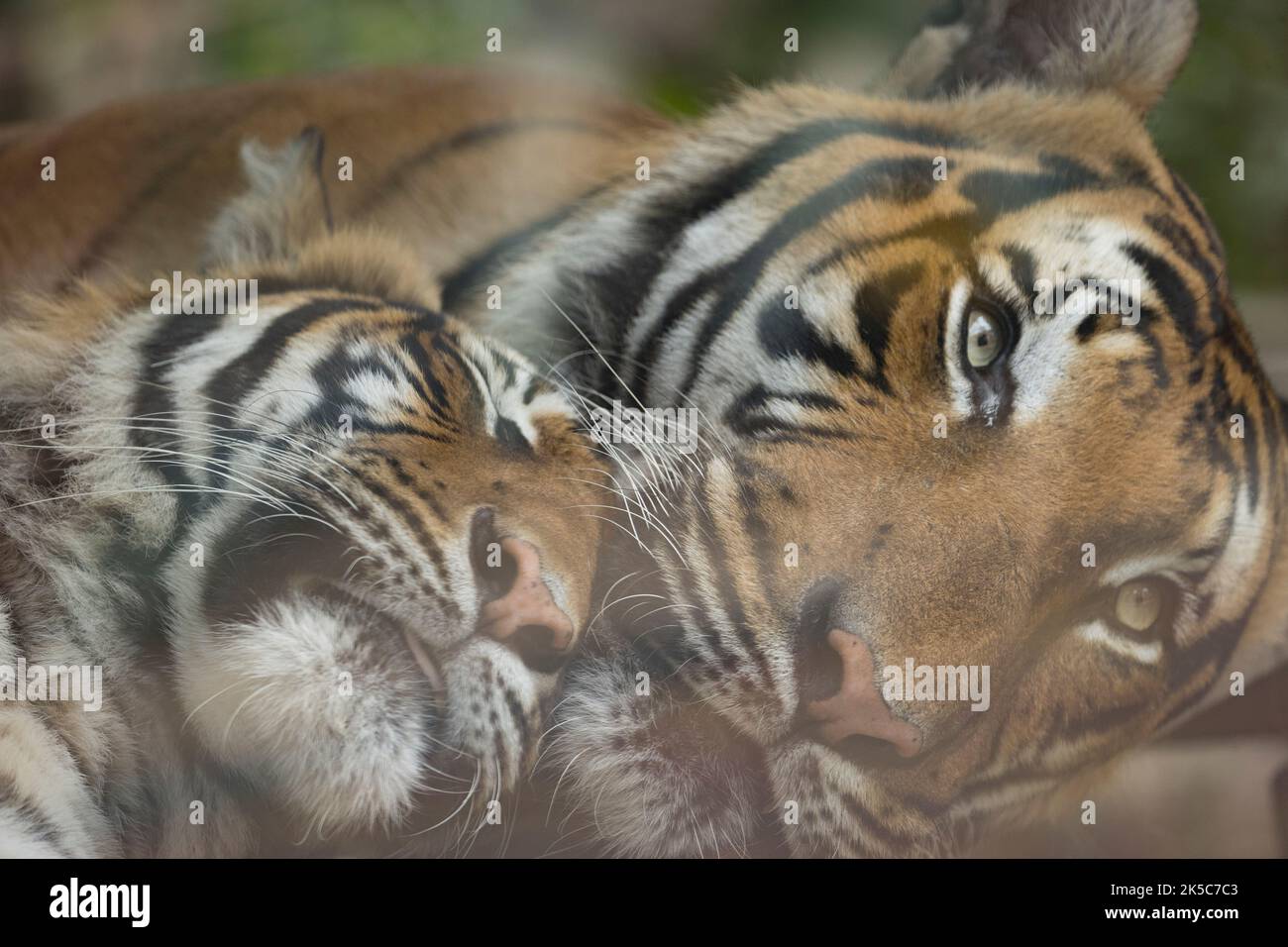 Malayan Tiger Big cat Nyiregyhaza Sosto zoo Hungary Stock Photo - Alamy