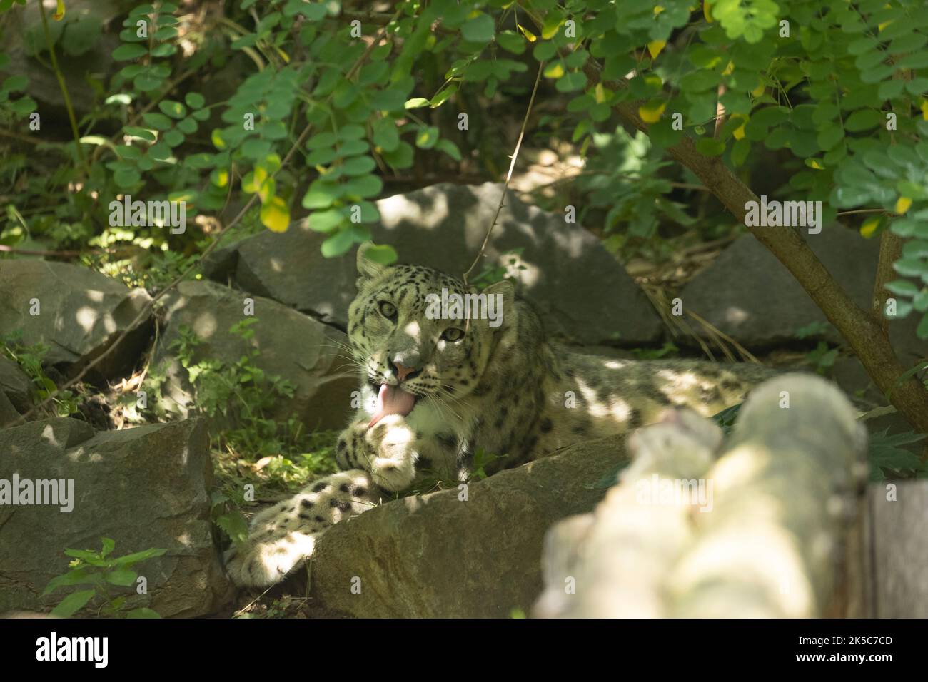 Snow Leopard Big cat Nyiregyhaza Sosto zoo Hungary Stock Photo - Alamy