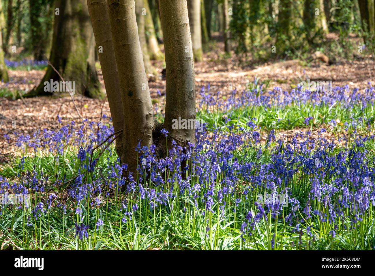 Beautiful bluebells a symbol of humility constancy gratitude and ...