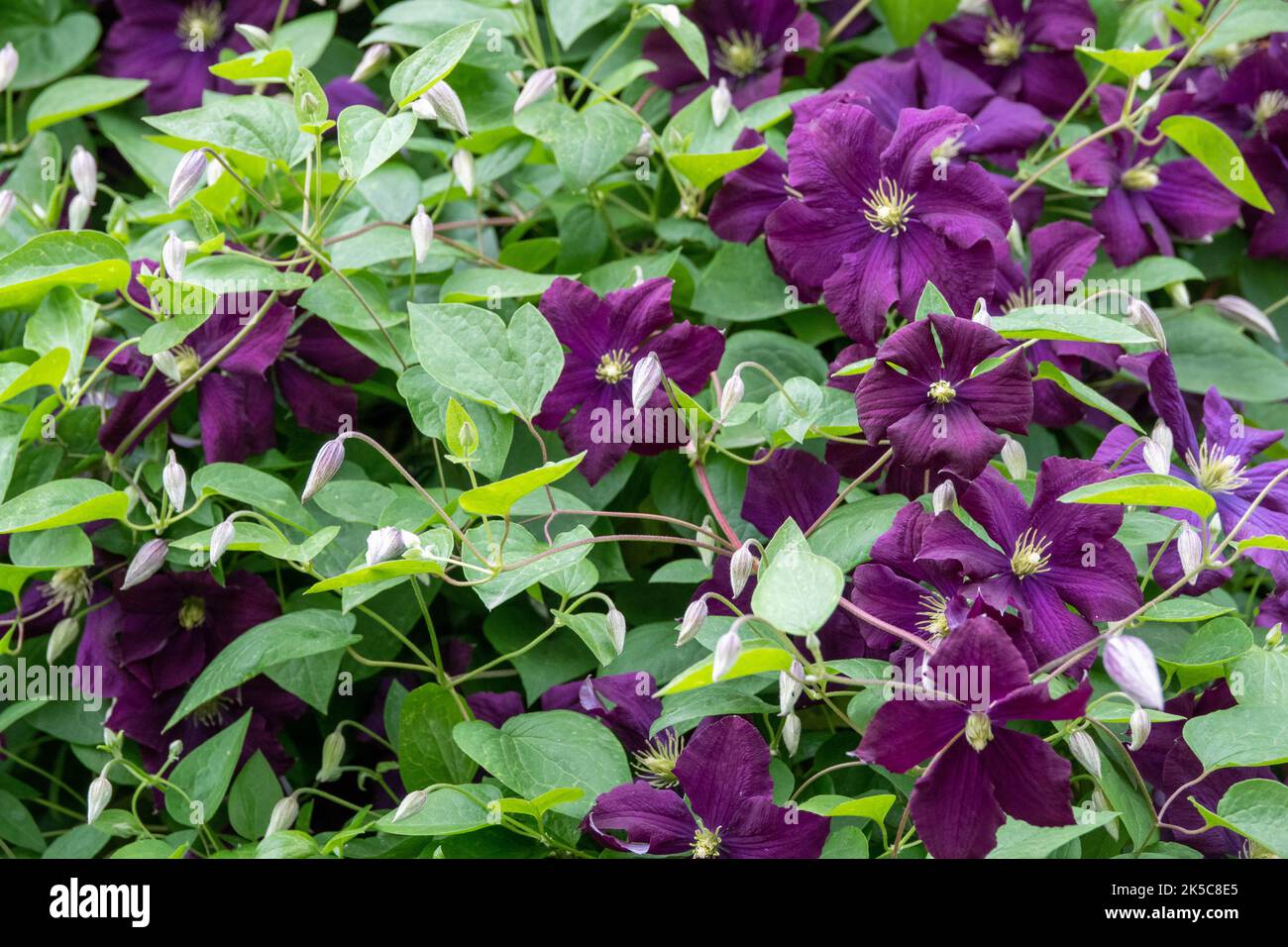 Clematis buds hi-res stock photography and images - Alamy