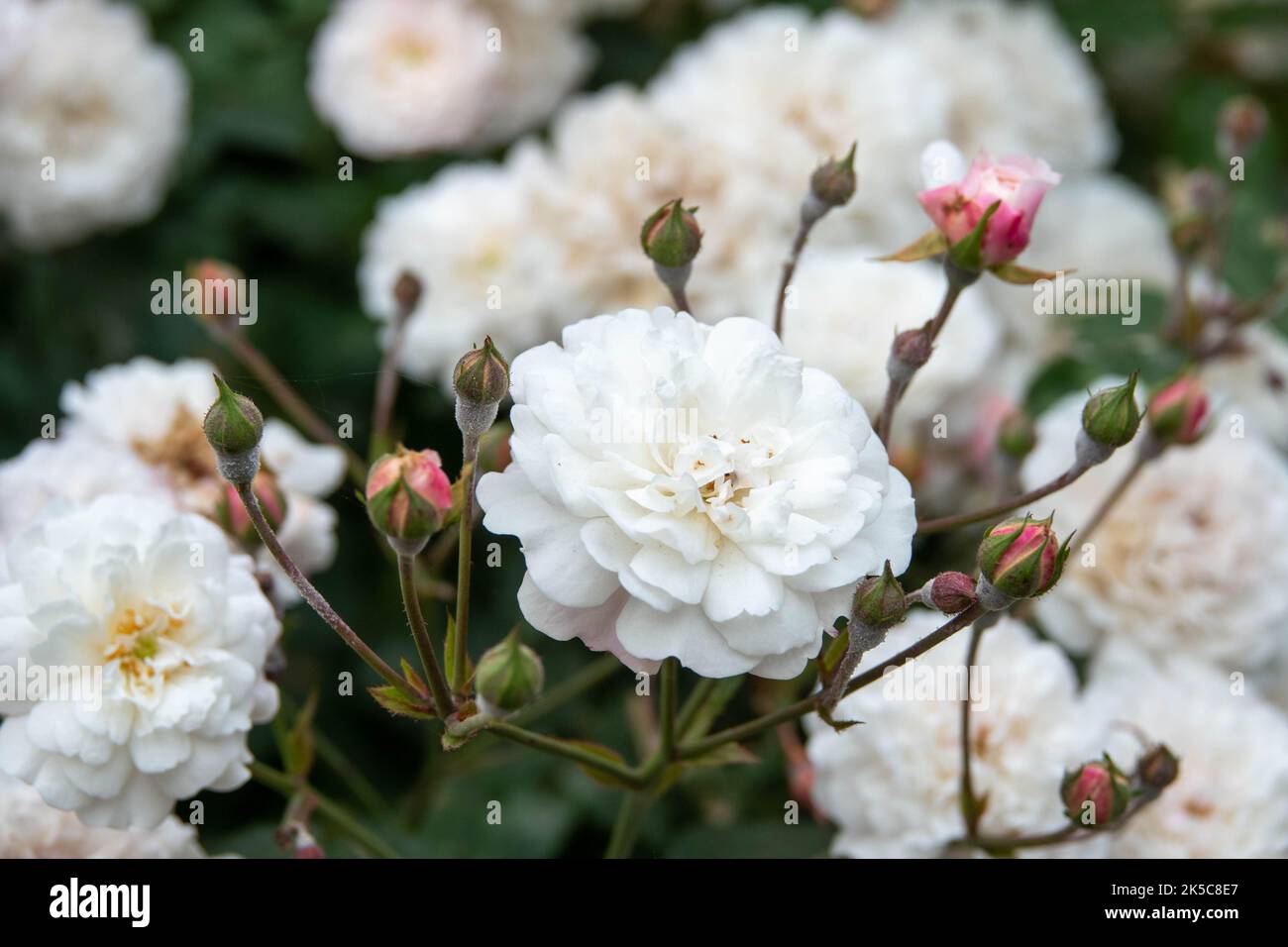 beautiful white english roses with pink buds on a blurred background ...