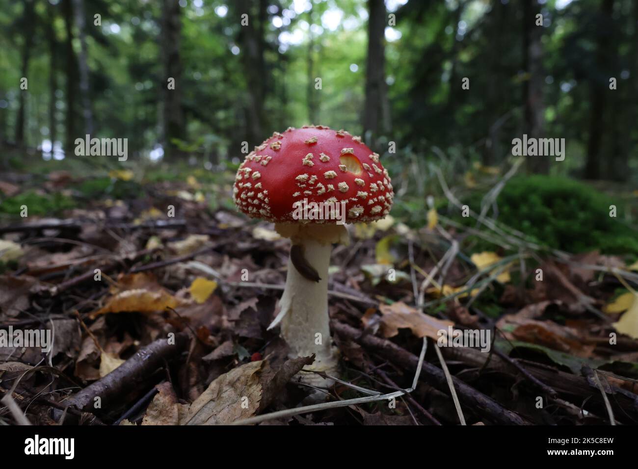 Agaric flytrap hi-res stock photography and images - Alamy