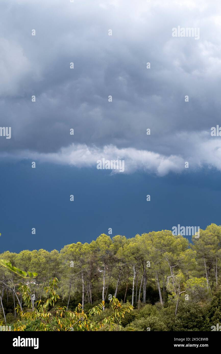 Intense rain storm in the mountains of the Collserola natural park in ...