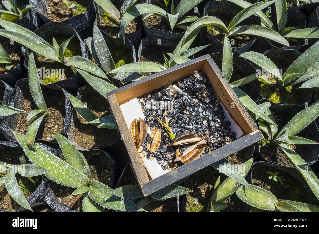 Agave seeds placed on small agave plants grown in a nursery for the ...