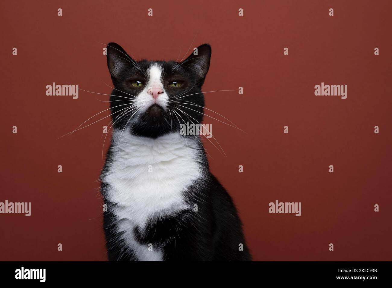 Black and white tuxedo cat hi-res stock photography and images - Alamy