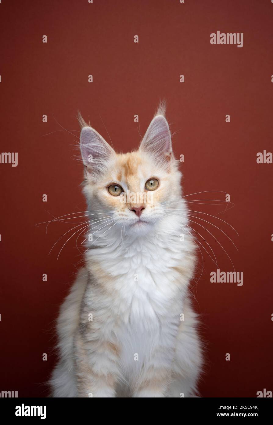 cute cream colored ginger maine coon kitten portrait on red background ...