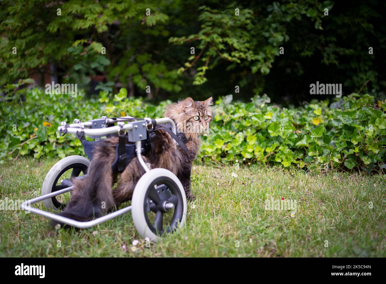 Handicapped cat hi-res stock photography and images - Alamy