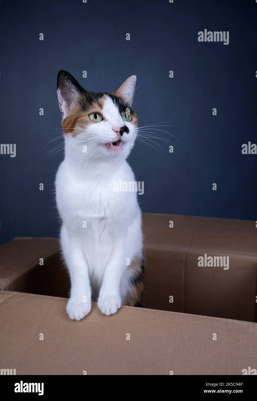 white calico cat standing inside of cardboard box looking to the side ...