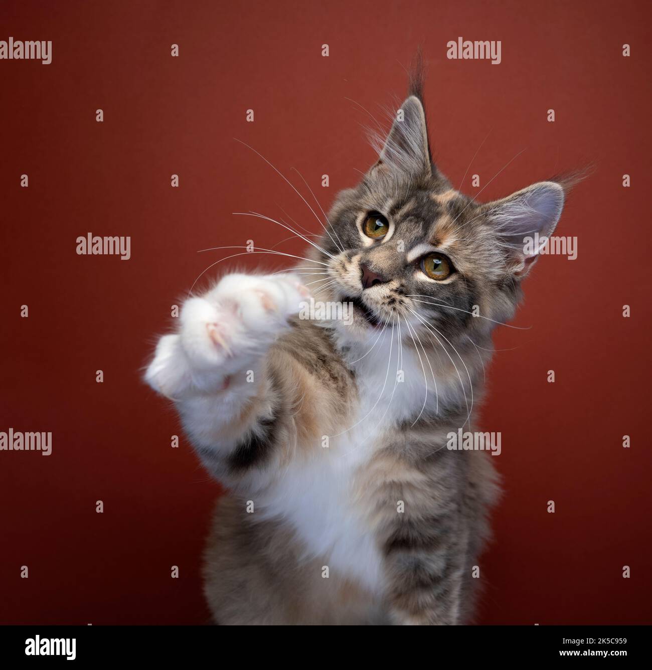 playful kitten raising paw reaching for camera looking surprised Stock ...