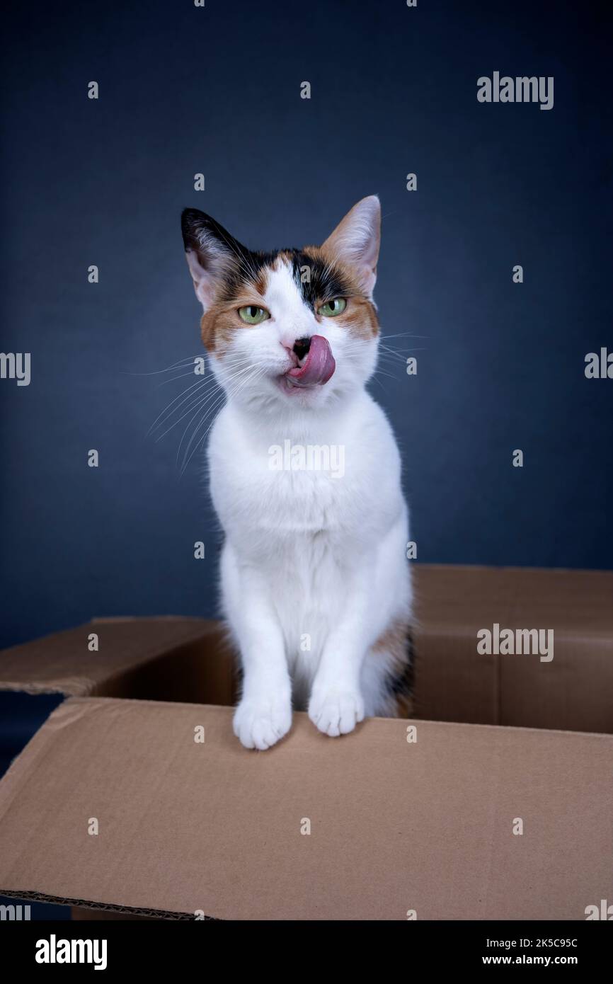 hungry cat standing inside of cardboard box looking at camera licking ...
